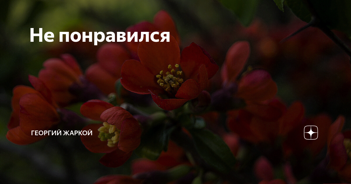 Не понравился Георгий Жаркой Дзен