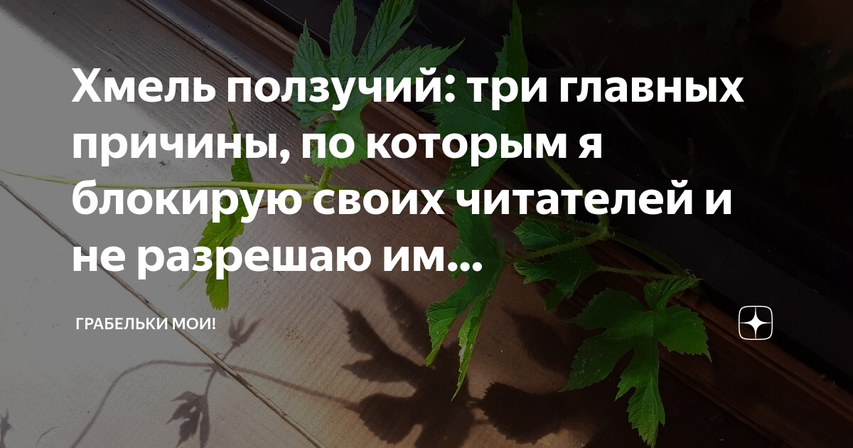 Хмель ползучий: три главных причины, по которым я блокирую своих ...