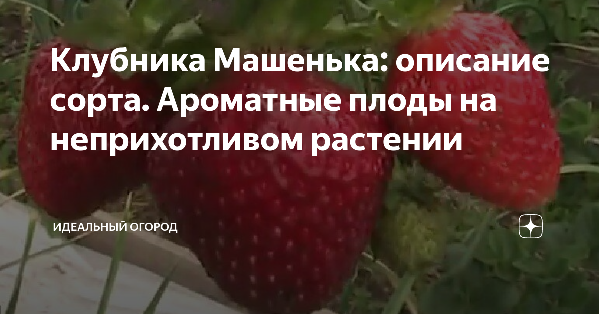 Клубника Машенька: описание сорта. Ароматные плоды на неприхотливом ...