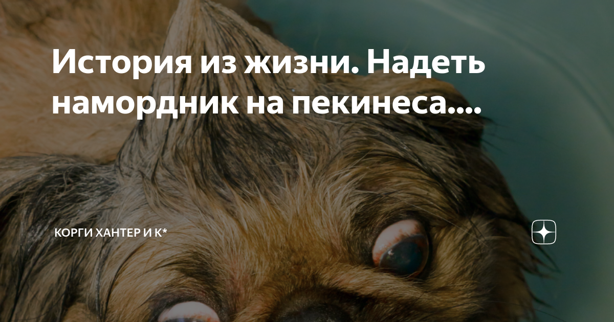 История из жизни. Надеть намордник на пекинеса.... | Корги Хантер и К ...