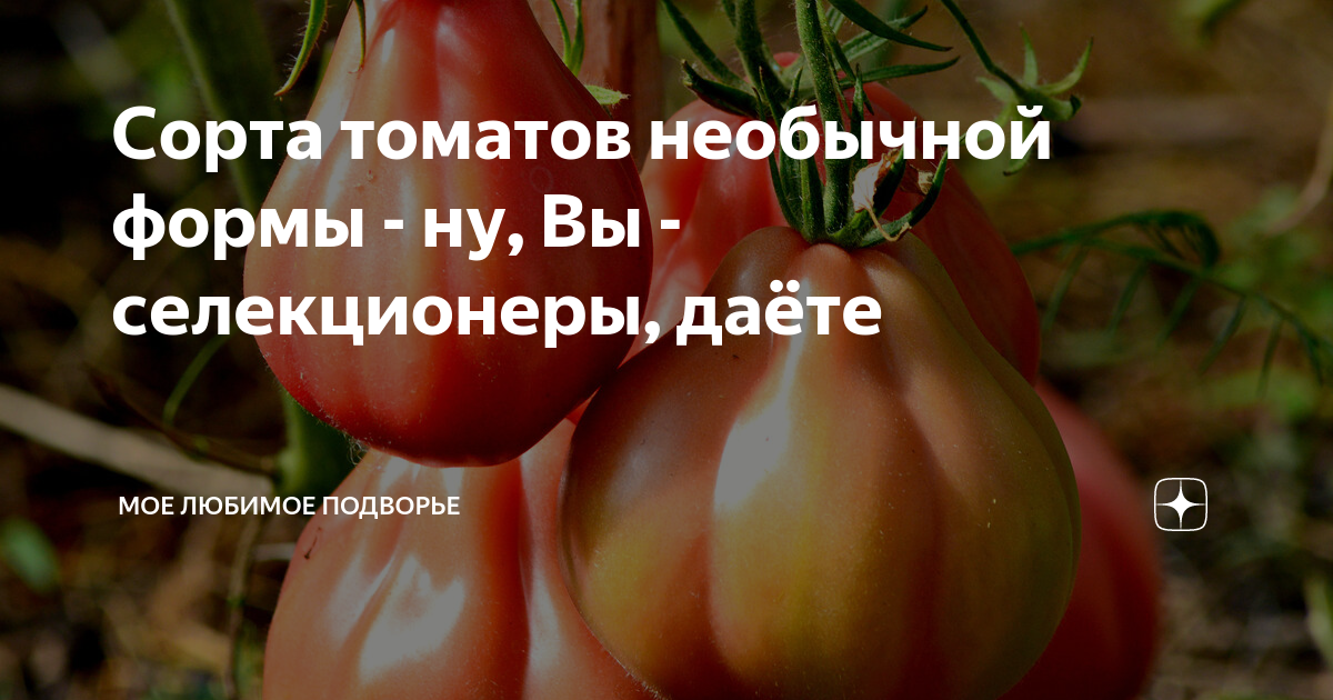 Сорта томатов необычной формы - ну, Вы - селекционеры, даёте | Мое ...