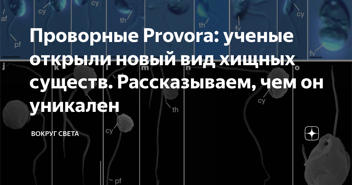 Проворные Provora: ученые открыли новый вид хищных существ ...