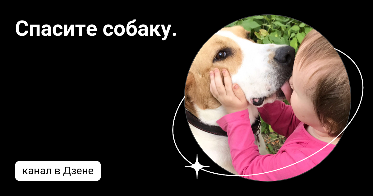 Спасите собаку. | Дзен