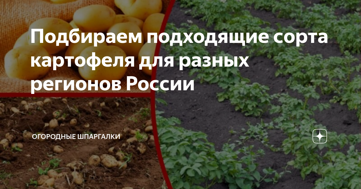 Подбираем подходящие сорта картофеля для разных регионов России ...