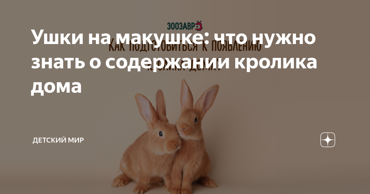 Ушки на макушке: что нужно знать о содержании кролика дома | Детский ...