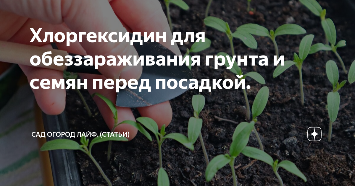 Хлоргексидин для обеззараживания грунта и семян перед посадкой. | Сад ...