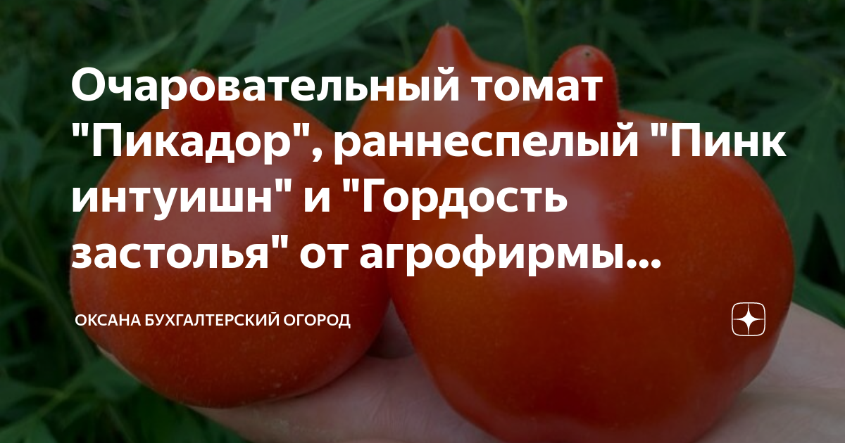 Очаровательный томат "Пикадор", раннеспелый "Пинк интуишн" и "Гордость ...