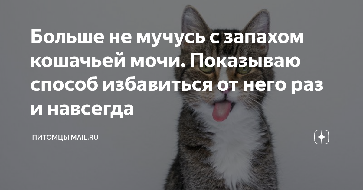 Больше не мучусь с запахом кошачьей мочи. Показываю способ избавиться ...