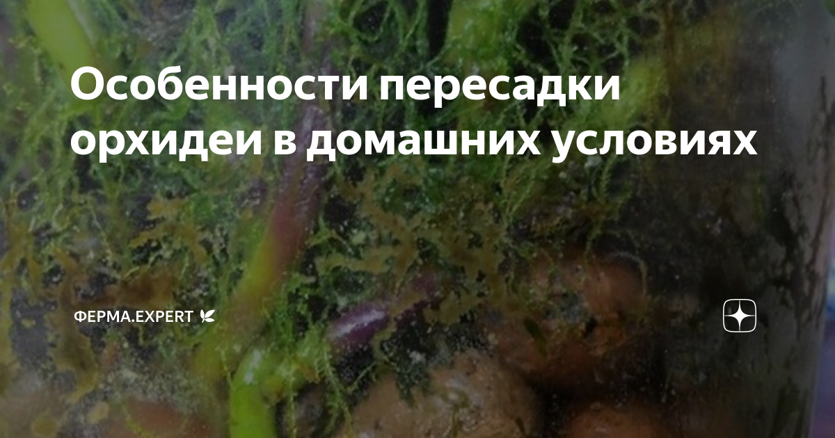 Особенности пересадки орхидеи в домашних условиях | Ферма.expert 🌿 | Дзен