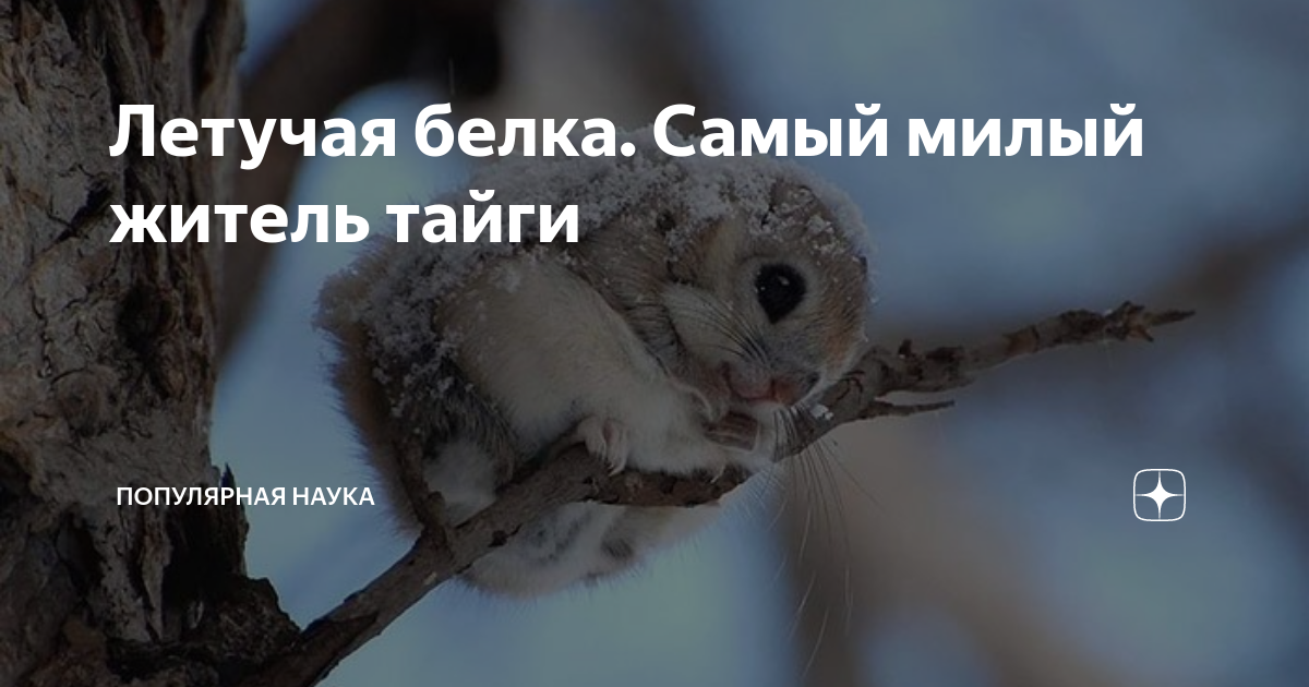 Летучая белка. Самый милый житель тайги | Популярная наука | Дзен
