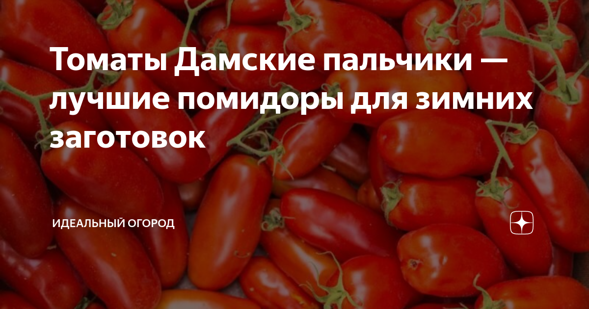 Томаты Дамские пальчики — лучшие помидоры для зимних заготовок ...