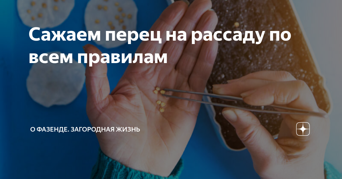 Сажаем перец на рассаду по всем правилам | О Фазенде. Загородная жизнь ...