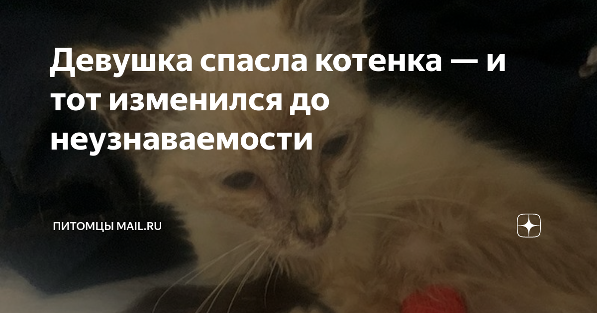 Девушка спасла котенка — и тот изменился до неузнаваемости | Питомцы ...