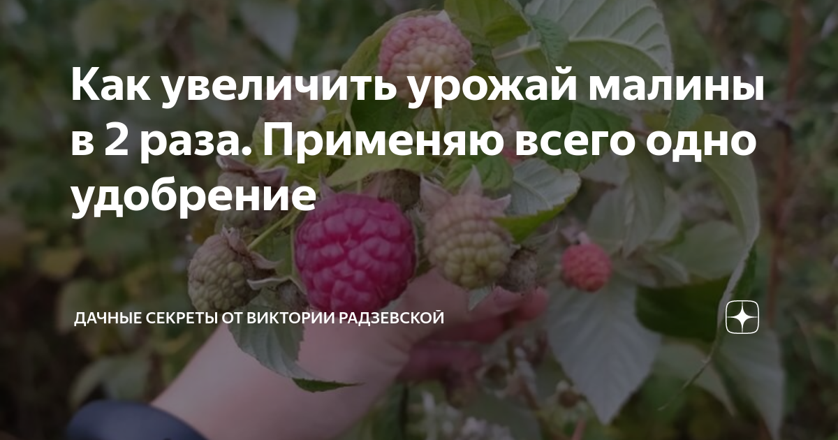 Как увеличить урожай малины в 2 раза. Применяю всего одно удобрение ...