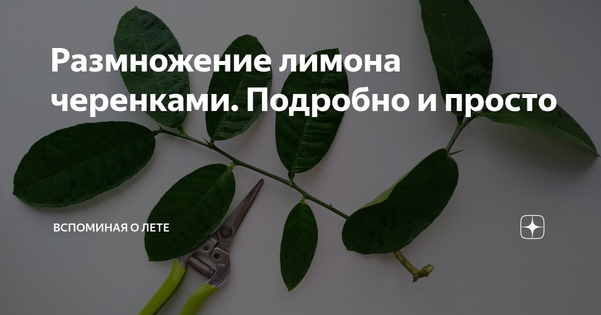 Размножение лимона черенками. Подробно и просто | Вспоминая о лете | Дзен