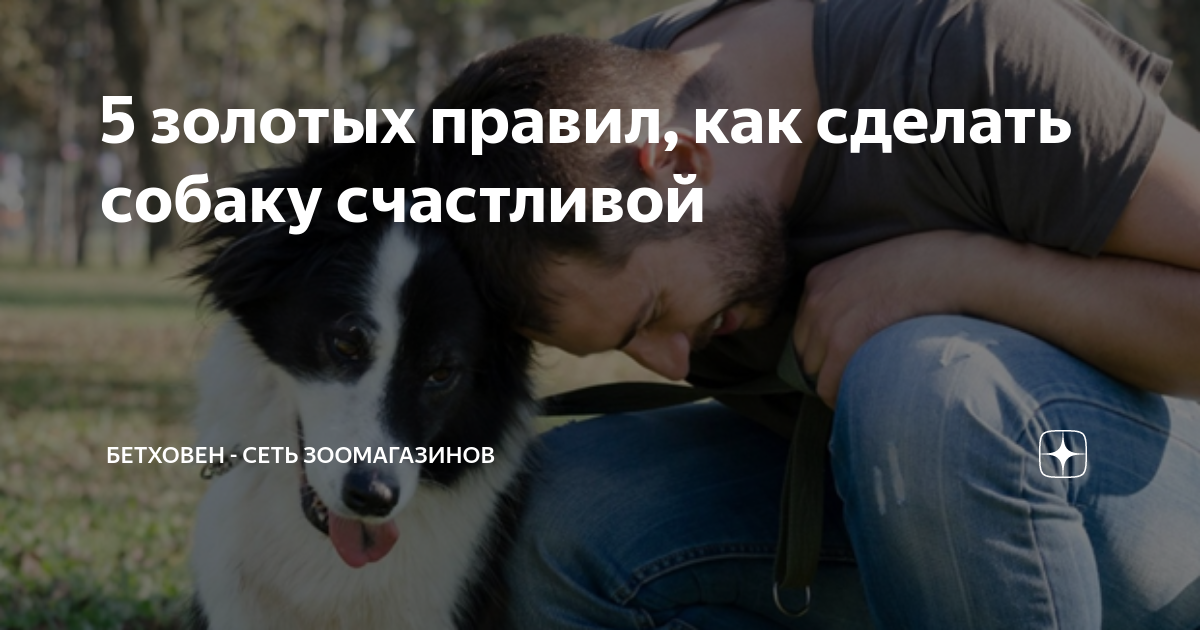 5 золотых правил, как сделать собаку счастливой | Бетховен - сеть ...