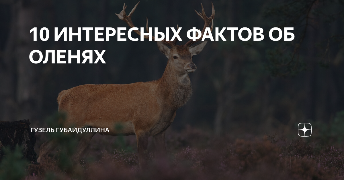 10 ИНТЕРЕСНЫХ ФАКТОВ ОБ ОЛЕНЯХ | Монализа | Дзен