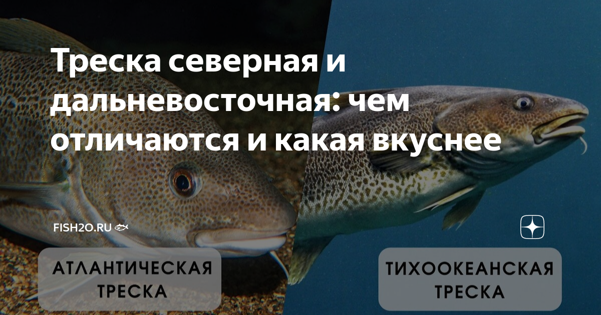 Треска северная и дальневосточная: чем отличаются и какая вкуснее ...