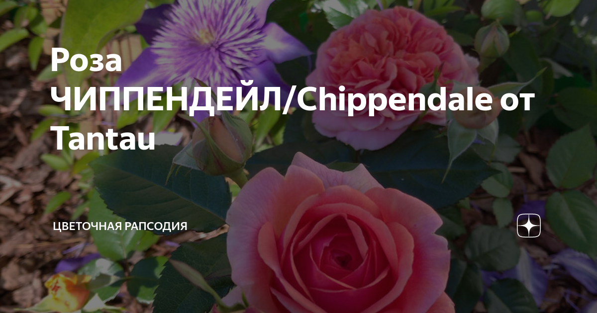 Роза ЧИППЕНДЕЙЛ/Chippendale от Tantau | Цветочная Рапсодия | Дзен