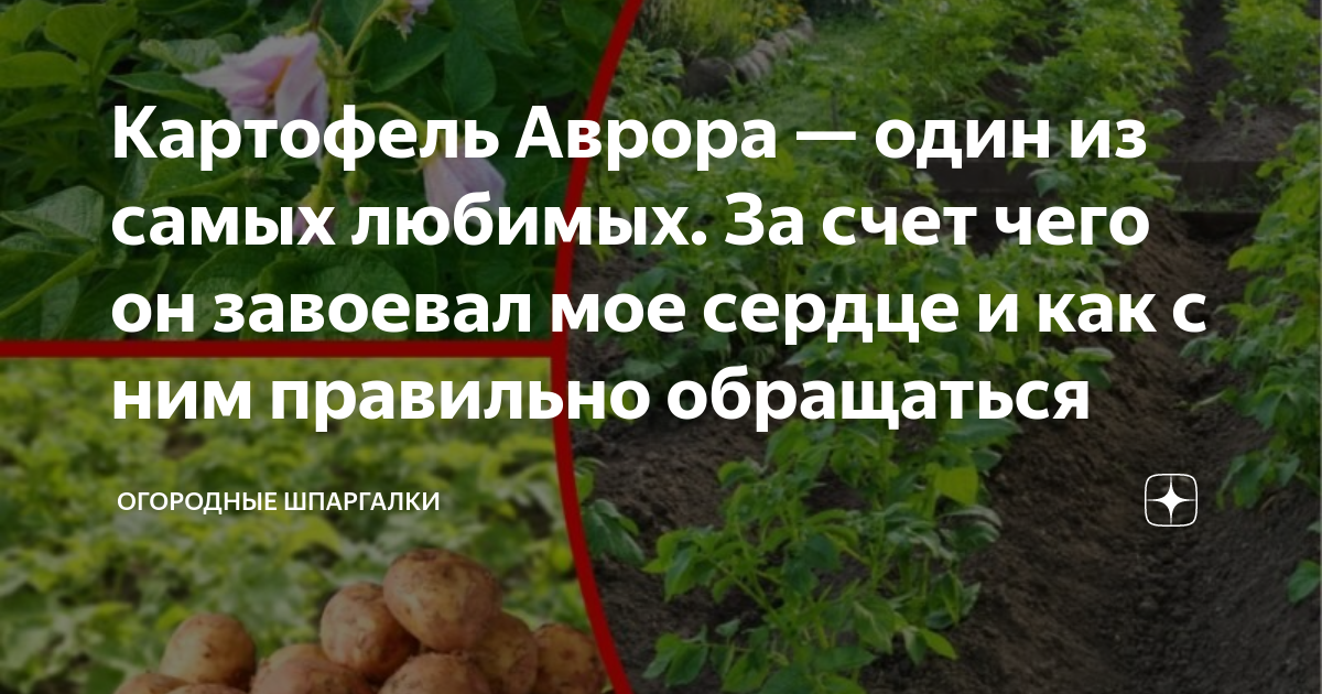 Картофель Аврора — один из самых любимых. За счет чего он завоевал мое ...