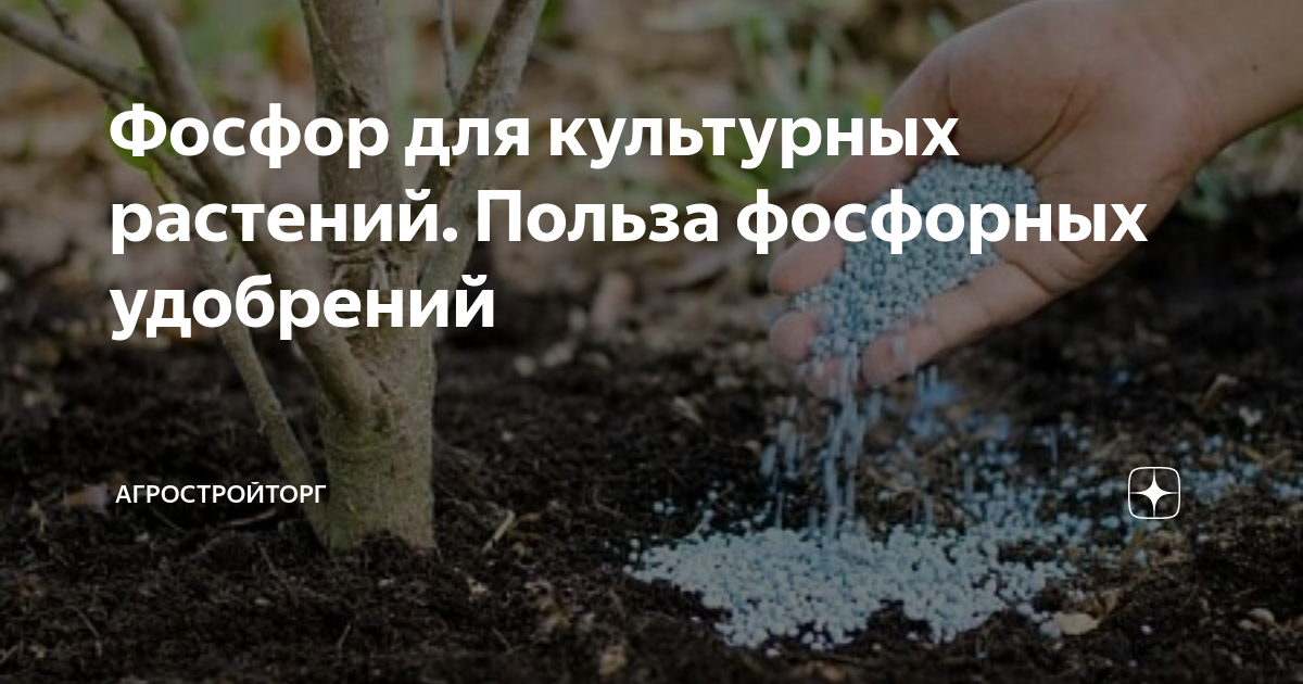 Фосфор для культурных растений. Польза фосфорных удобрений ...