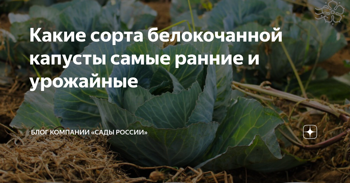 Какие сорта белокочанной капусты самые ранние и урожайные | НПО «Сады ...