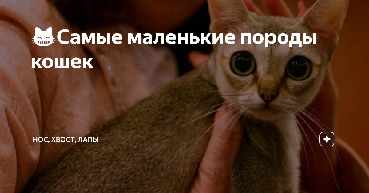 😸Самые маленькие породы кошек | Нос, хвост, лапы | Дзен