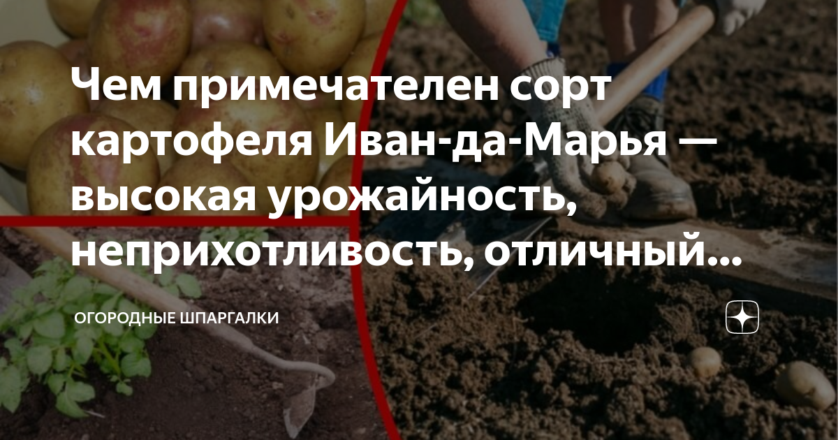 Чем примечателен сорт картофеля Иван-да-Марья — высокая урожайность ...