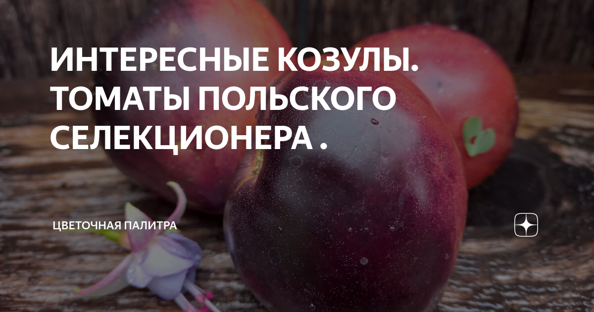 ИНТЕРЕСНЫЕ КОЗУЛЫ. ТОМАТЫ ПОЛЬСКОГО СЕЛЕКЦИОНЕРА . | Цветочная Палитра ...