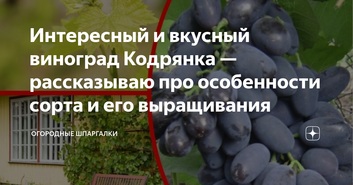 Интересный и вкусный виноград Кодрянка — рассказываю про особенности ...