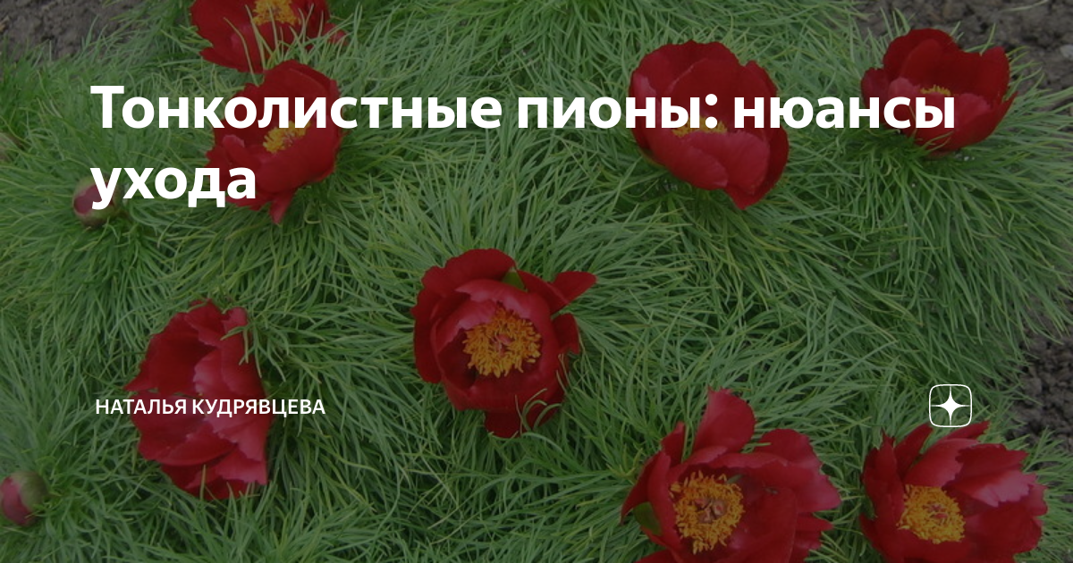 Тонколистные пионы: нюансы ухода | Волшебный сад | Дзен
