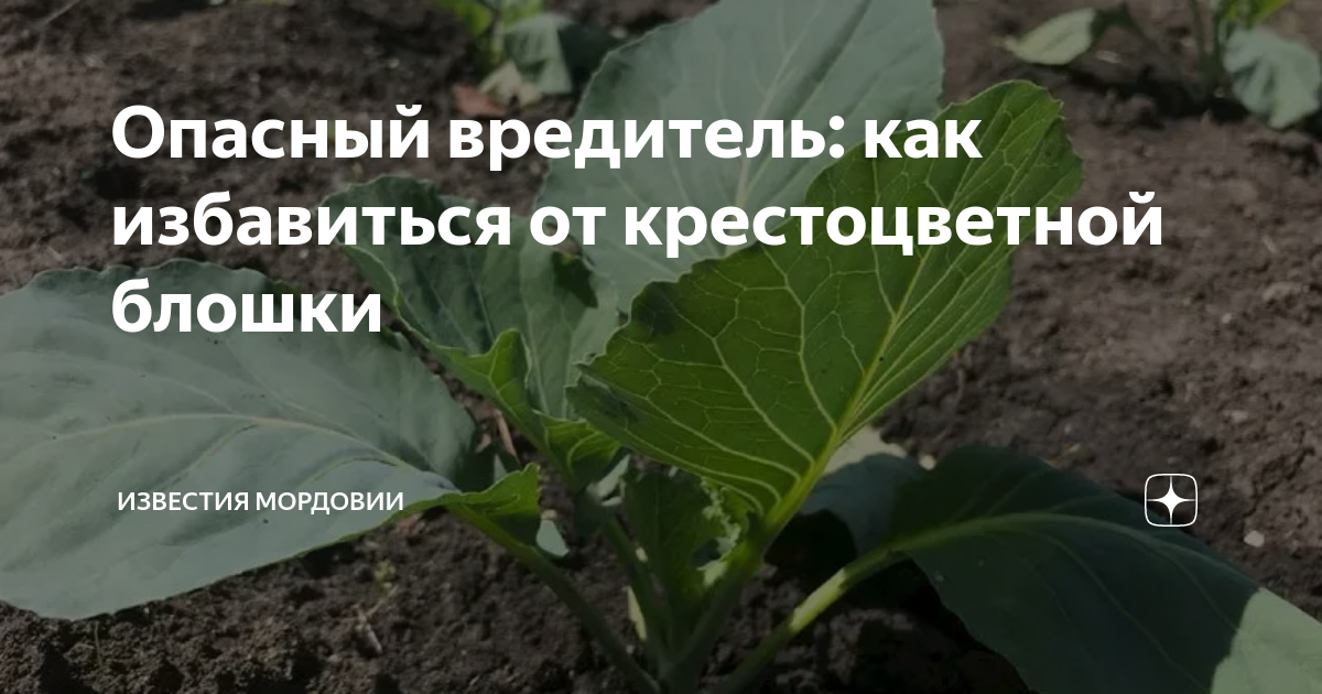 Опасный вредитель: как избавиться от крестоцветной блошки | Известия ...