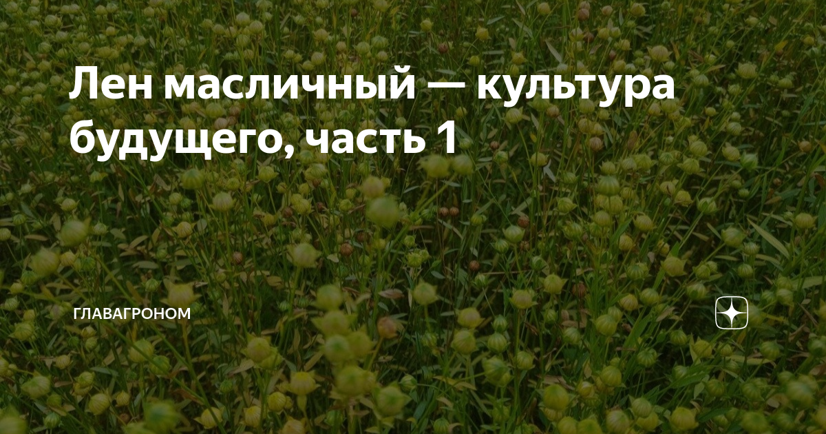 Лен масличный — культура будущего часть 1 ГлавАгроном Дзен