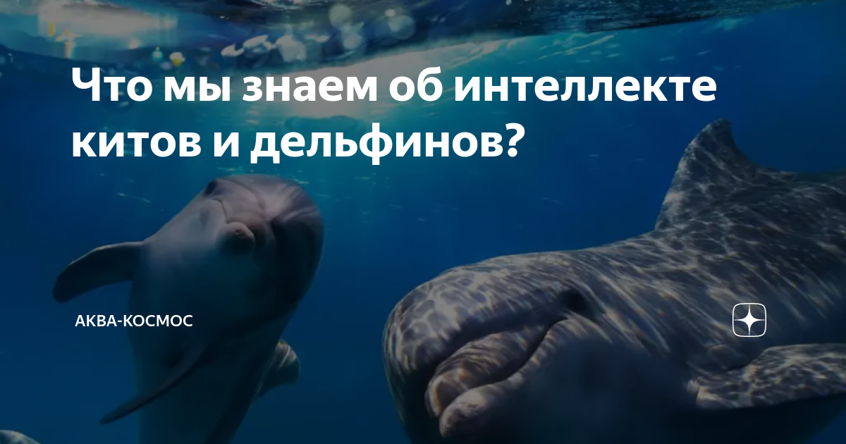Что мы знаем об интеллекте китов и дельфинов Аква Космос Дзен