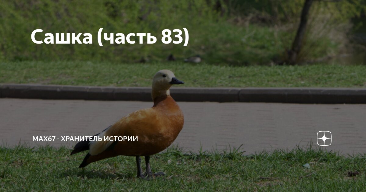 Сашка (часть 83) | MAX67 - Хранитель Истории | Дзен