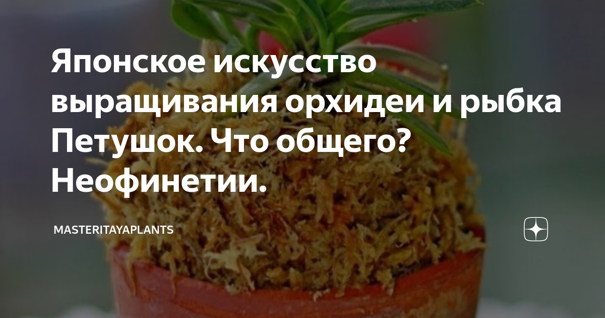 Японское искусство выращивания орхидеи и рыбка Петушок Что общего