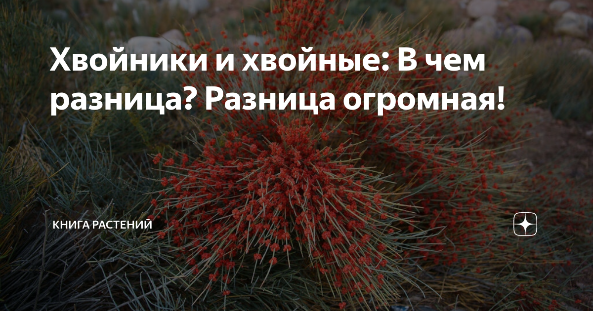 Хвойники и хвойные: В чем разница? Разница огромная! | Книга растений ...