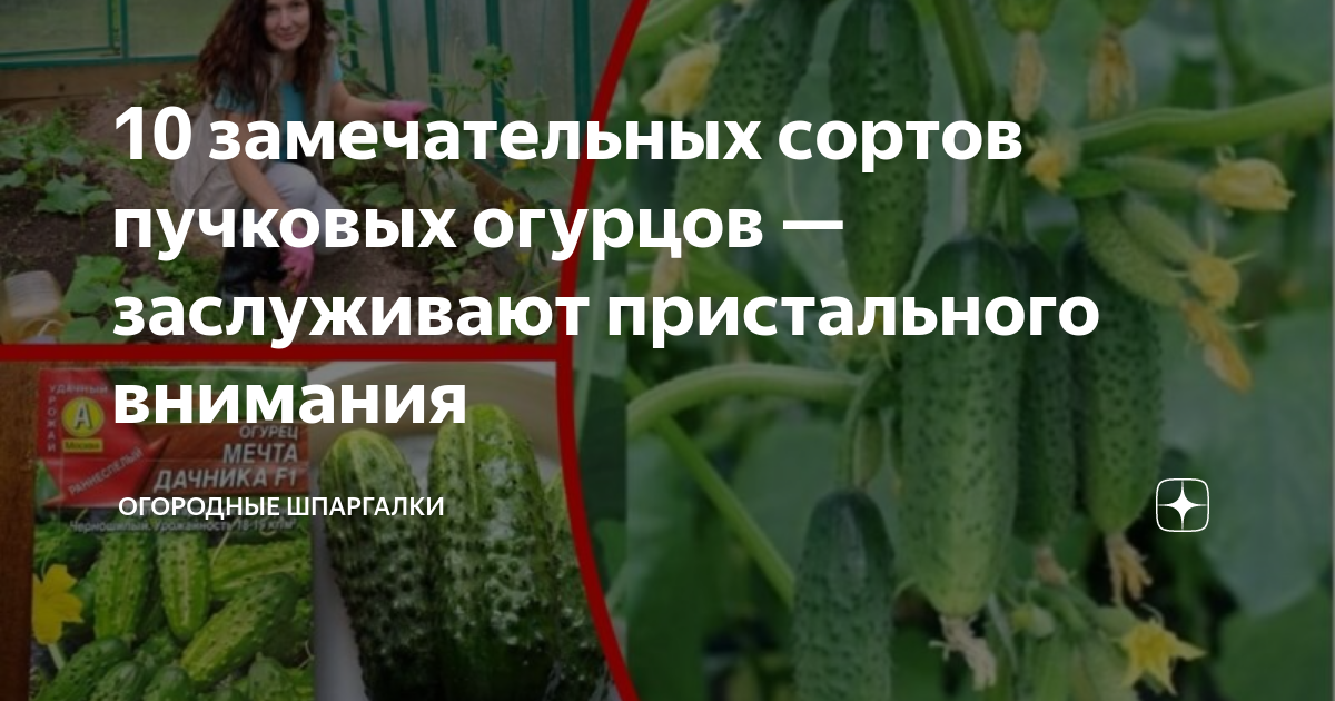 10 замечательных сортов пучковых огурцов — заслуживают пристального ...