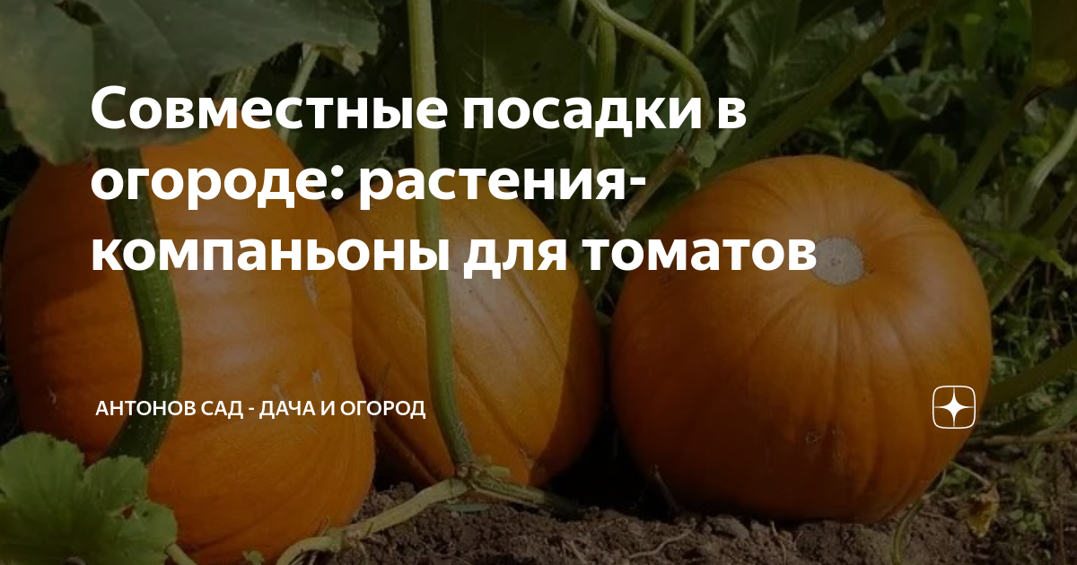 Совместные посадки в огороде: растения-компаньоны для томатов | Антонов ...
