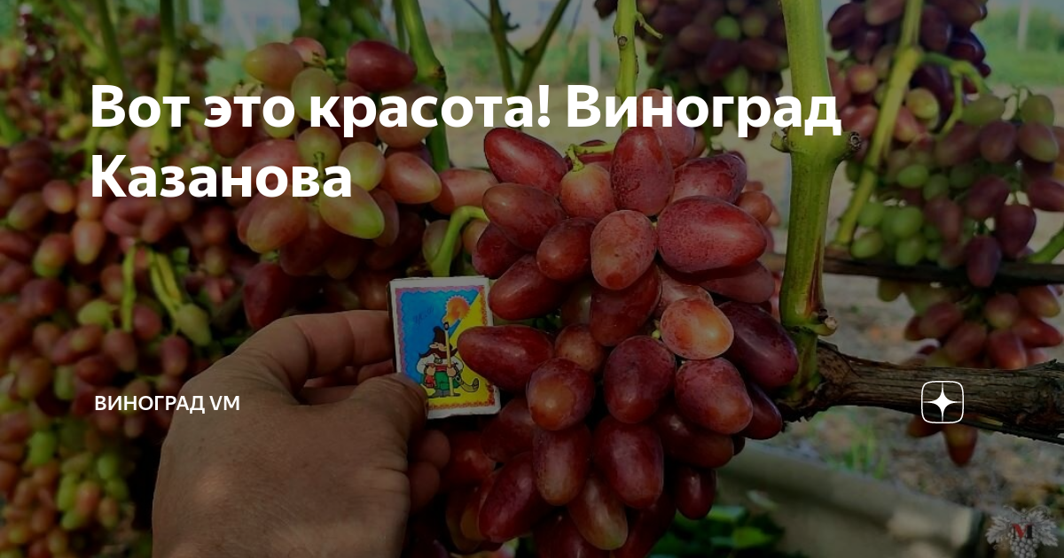 Вот это красота! Виноград Казанова | Виноград VM | Дзен