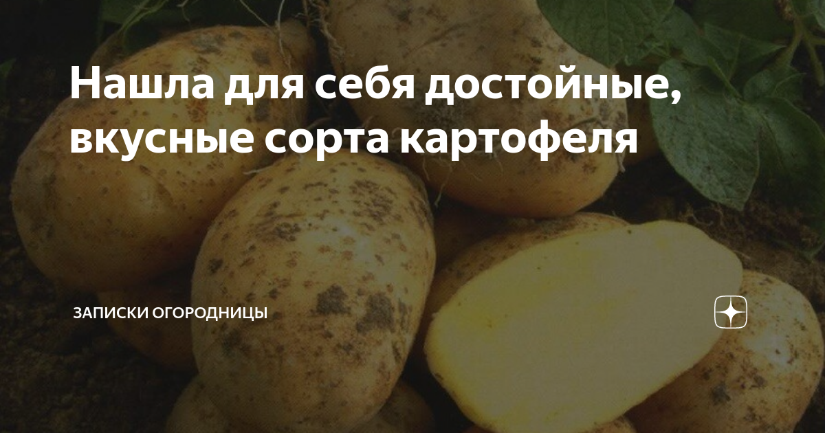 Нашла для себя достойные, вкусные сорта картофеля | Записки огородницы ...
