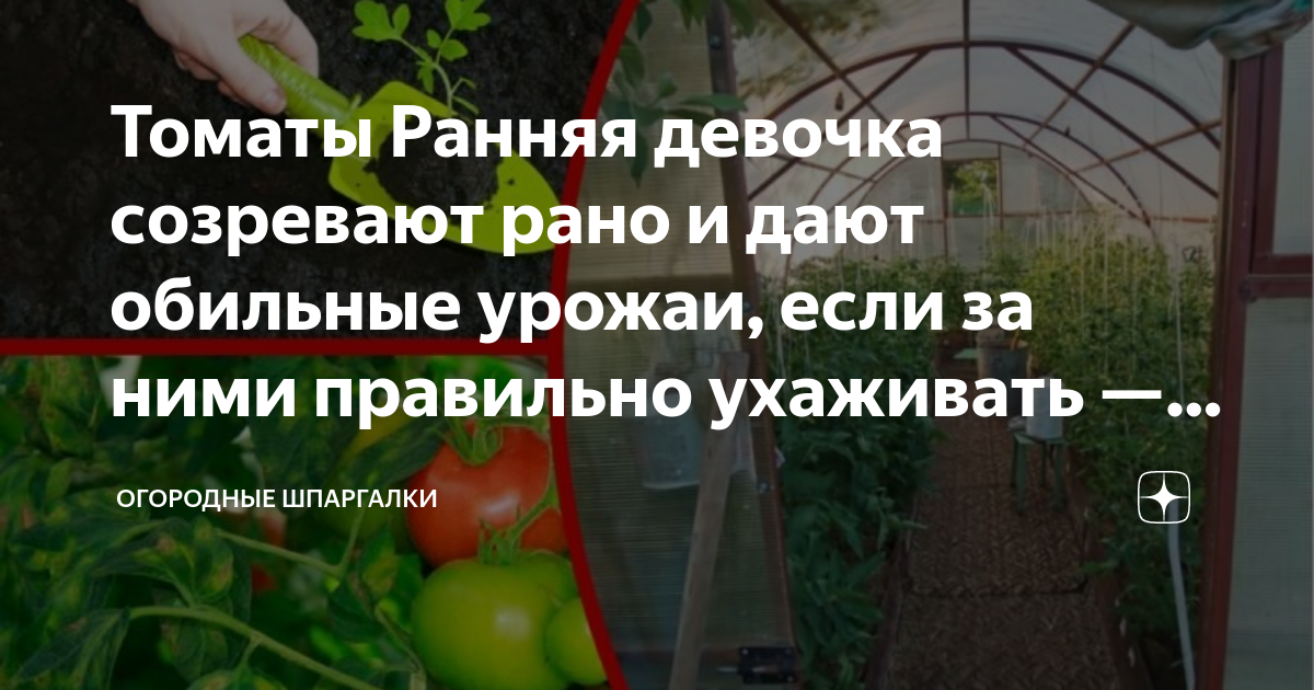 Томаты Ранняя девочка созревают рано и дают обильные урожаи, если за ...