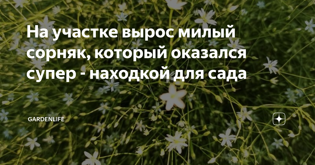 На участке вырос милый сорняк, который оказался супер - находкой для ...