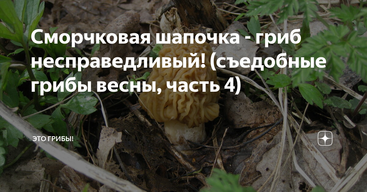 Сморчковая шапочка - гриб несправедливый! (съедобные грибы весны, часть ...