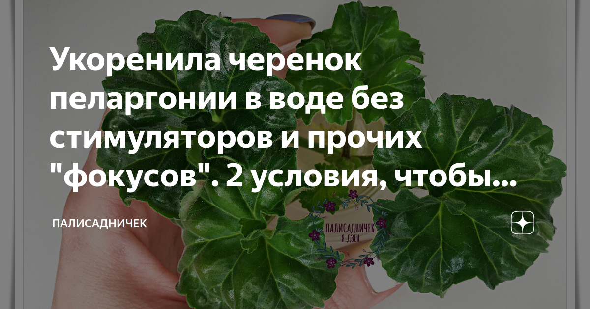 Укоренила черенок пеларгонии в воде без стимуляторов и прочих "фокусов ...
