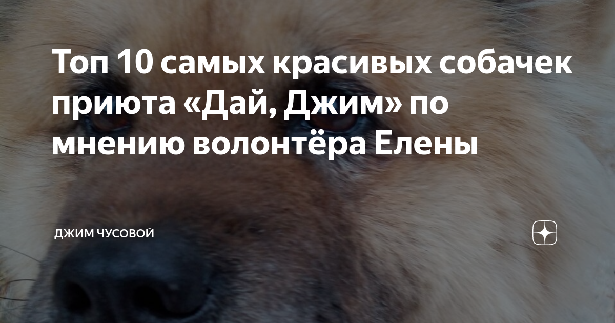 Топ 10 самых красивых собачек приюта «Дай, Джим» по мнению волонтёра ...
