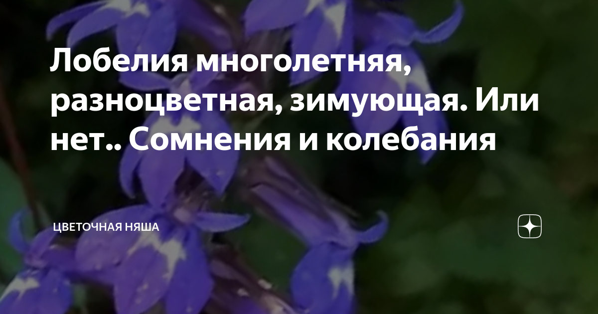 Лобелия многолетняя, разноцветная, зимующая. Или нет.. Сомнения и ...
