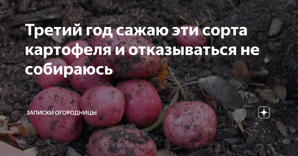 Третий год сажаю эти сорта картофеля и отказываться не собираюсь ...