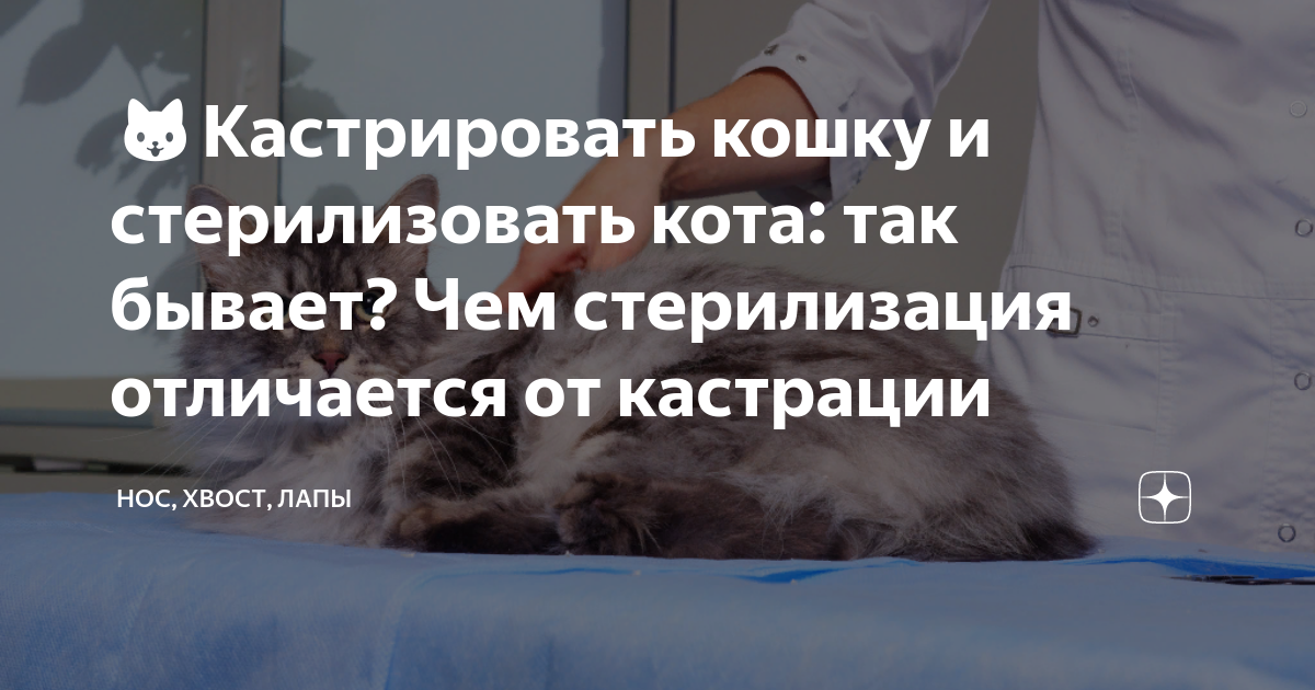 🐱Кастрировать кошку и стерилизовать кота: так бывает? Чем стерилизация ...