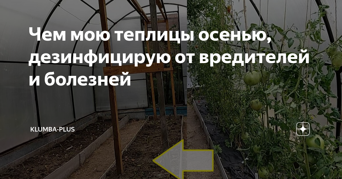 Чем мою теплицы осенью, дезинфицирую от вредителей и болезней | Klumba ...